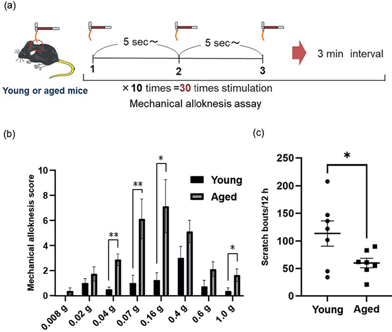 Model of Chronic Itch in Aged Mice: Beneficial Effects of Drugs ...