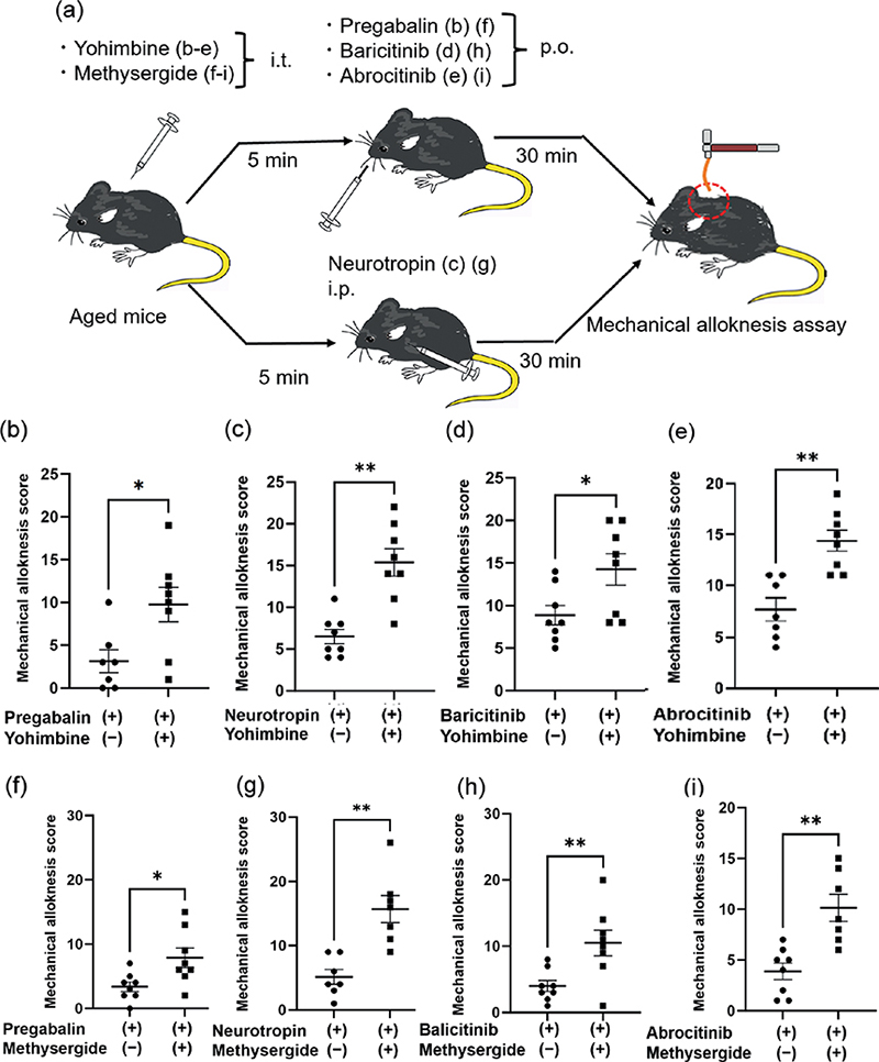 Model of Chronic Itch in Aged Mice: Beneficial Effects of Drugs ...